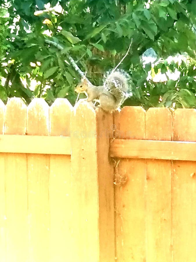 Fancy Squirrel on Fence stock photo. Image of fancy - 156251096