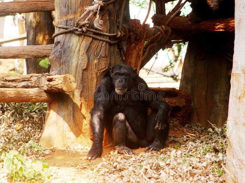 Fancy Tasting Monkey in the Zoo Editorial Image - Image of wild ...