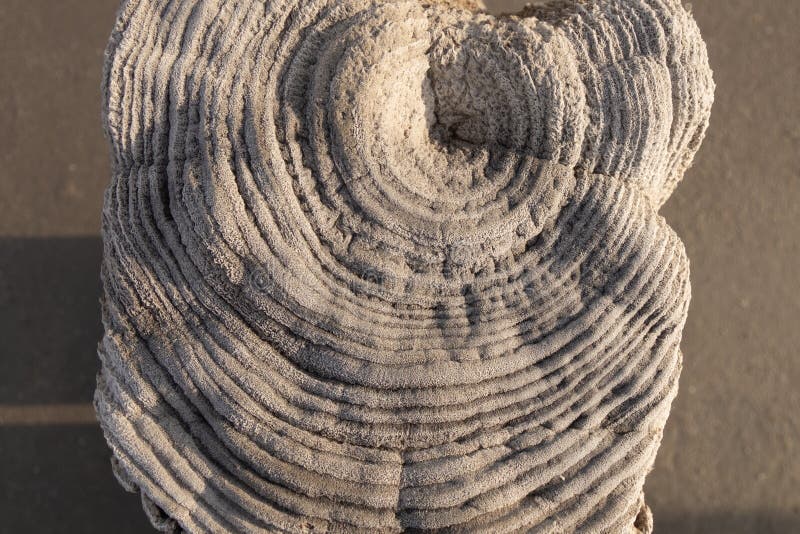Fancy Texture of Ancient Wooden Pillars Covered with Salt Particles ...