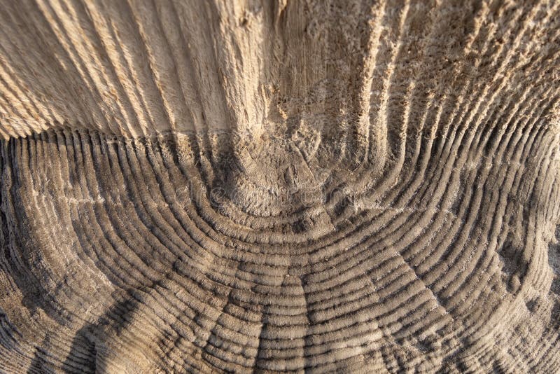 Fancy Texture of Ancient Wooden Pillars Covered with Salt Particles ...
