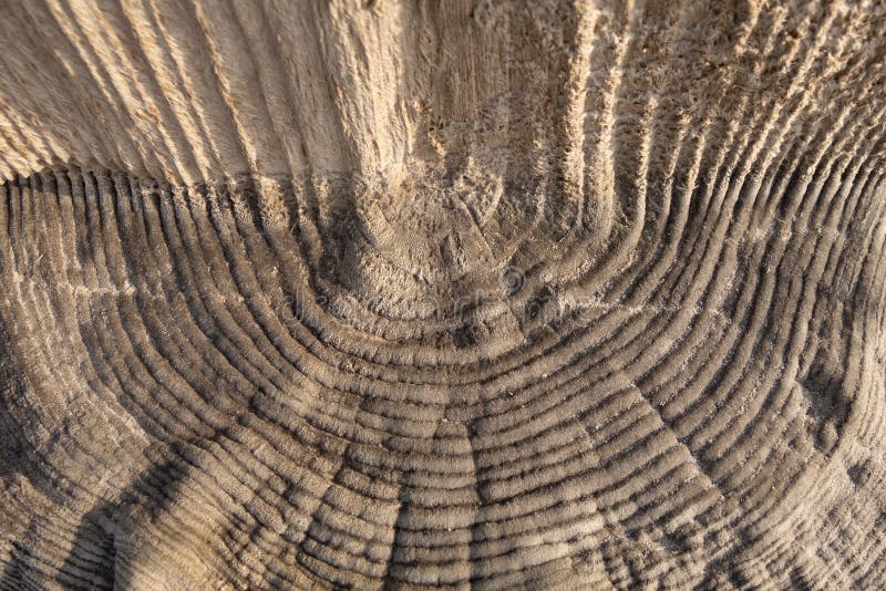 Fancy Texture of Ancient Wooden Pillars Covered with Salt Particles ...