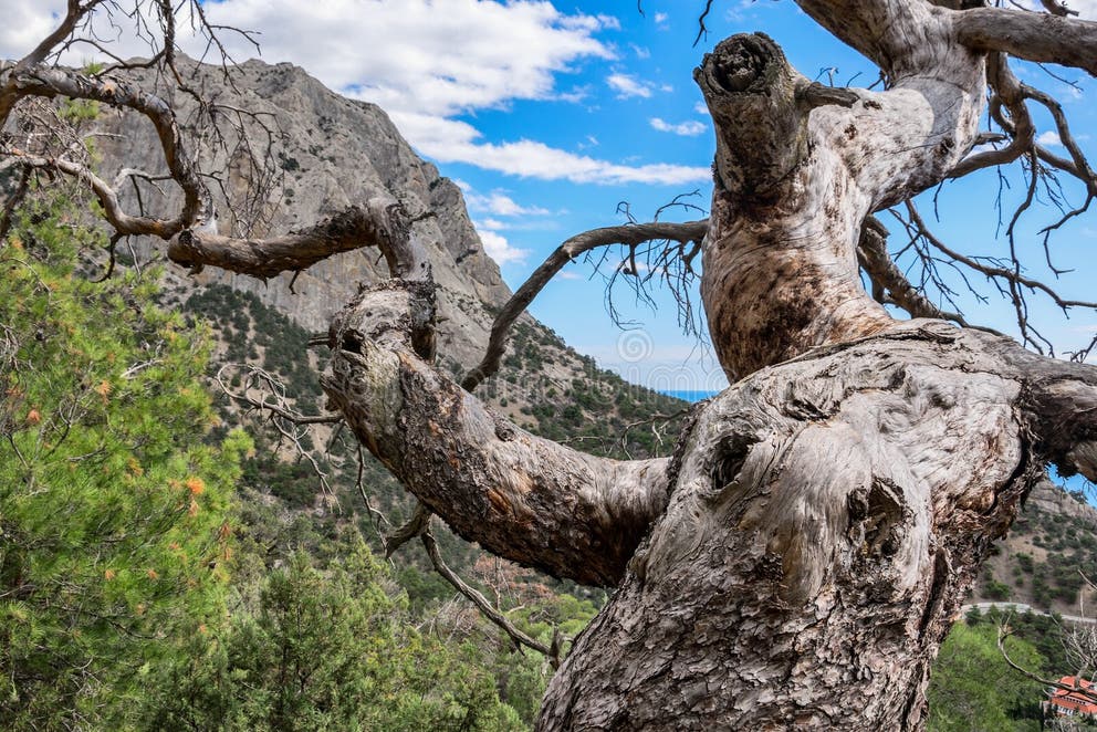 Bizarre Tree Against the Backdrop of a Mountain Stock Photo - Image of ...