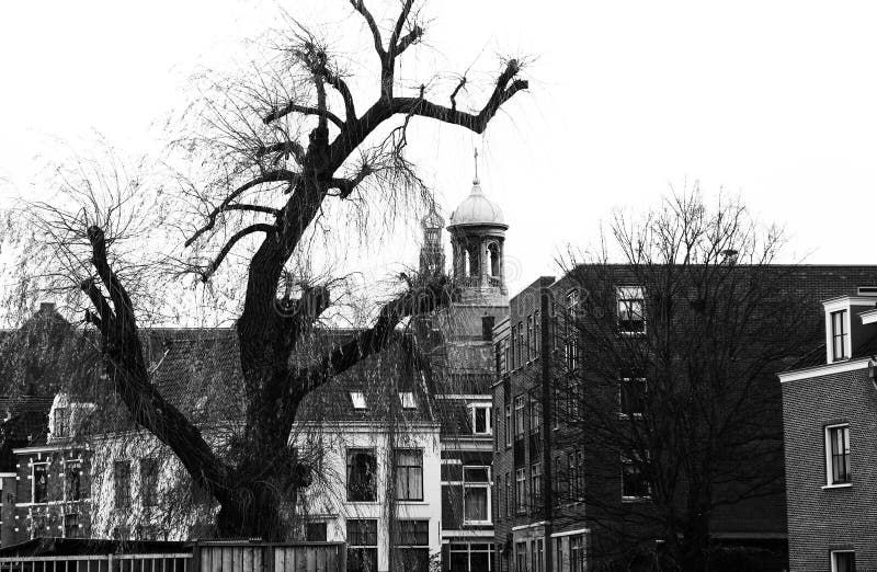 A Fancy Tree on the Background of Architecture Stock Image - Image of ...