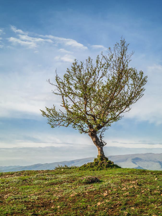 Fancy Tree on a Rock. Lonely Tree Growing on Top of the Rock Stock ...