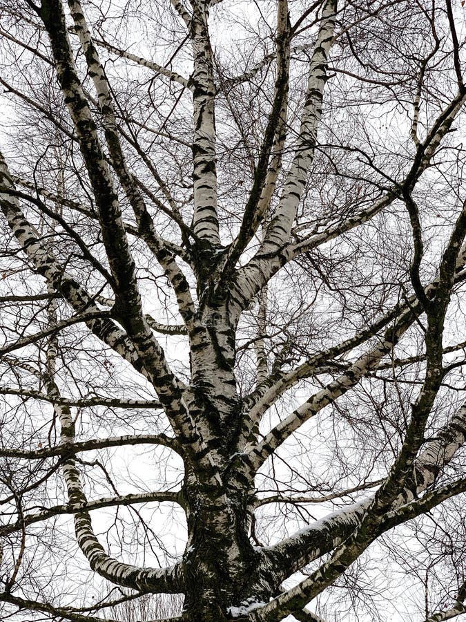 Fancy tree stock image. Image of branches, fancy, tree - 204626319