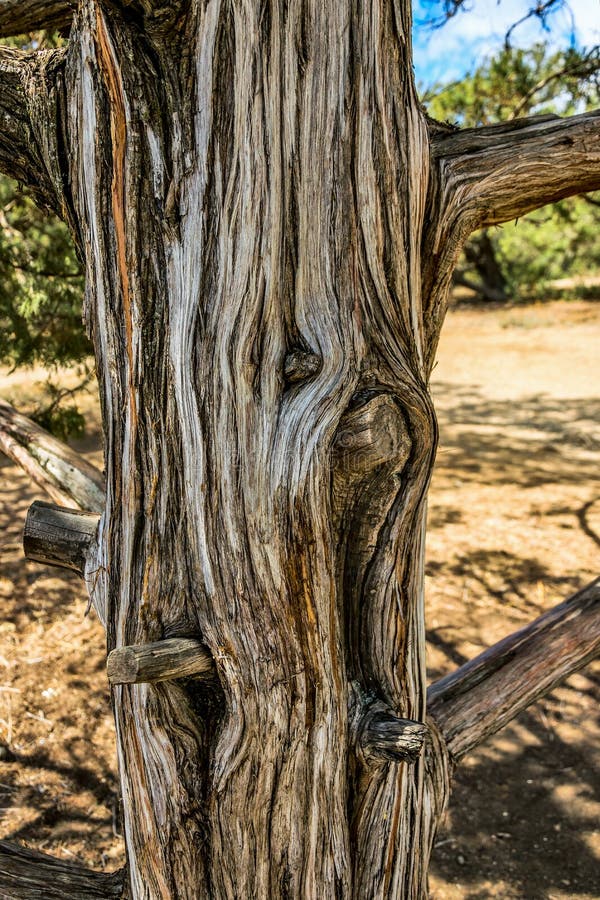 Fancy Tree stock image. Image of detail, forest, plant - 178506905