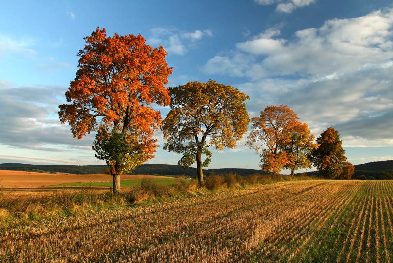 Fancy trees stock image. Image of outdoor, green, setting - 34656269