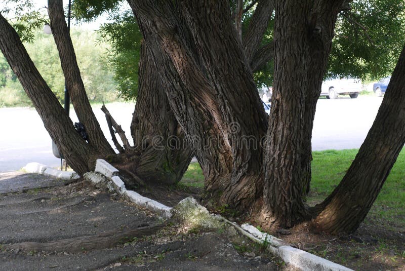 Fancy trees stock photo. Image of hollow, wonder, eccentricity - 99301486