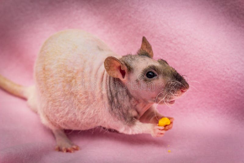 Fancy True Patchwork Pet Rat Stock Image - Image of fancy, breed: 214330019
