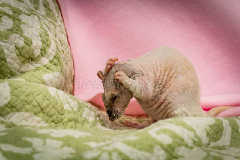 Fancy True Patchwork Pet Rat Stock Image - Image of furry, mammal ...