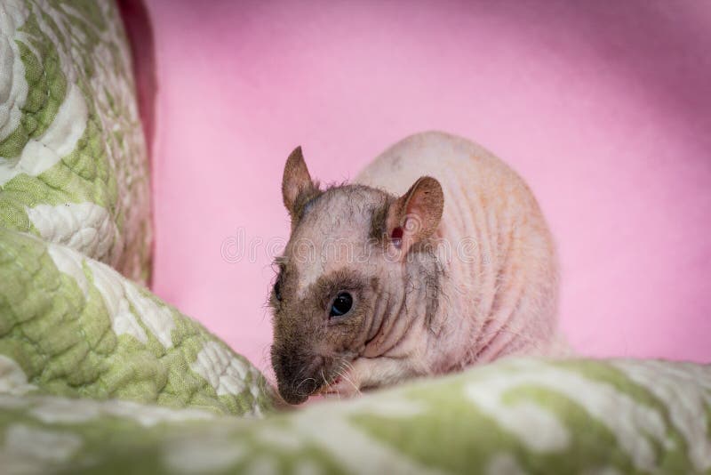 Fancy True Patchwork Pet Rat Stock Photo - Image of norvegicus, balding ...