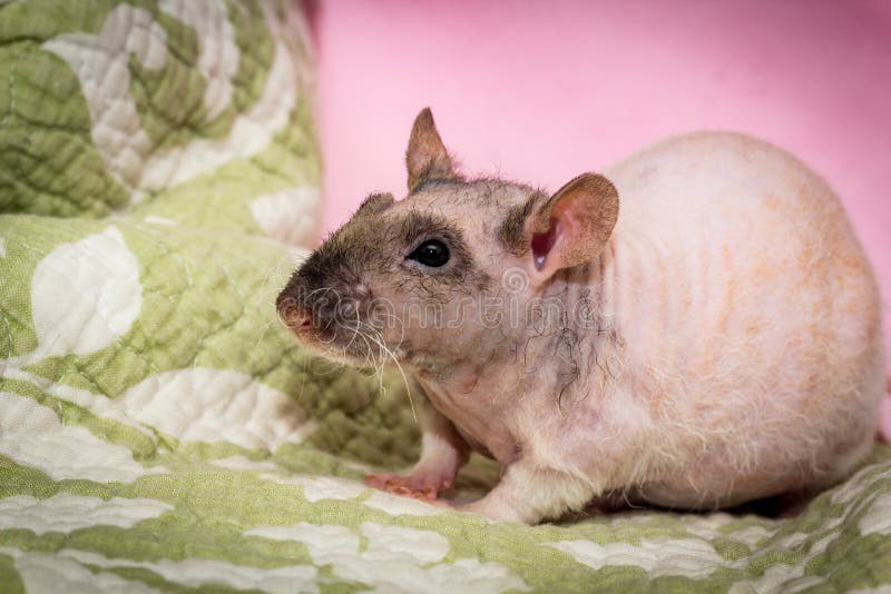 Fancy True Patchwork Pet Rat Stock Image - Image of friend, cute: 214329929