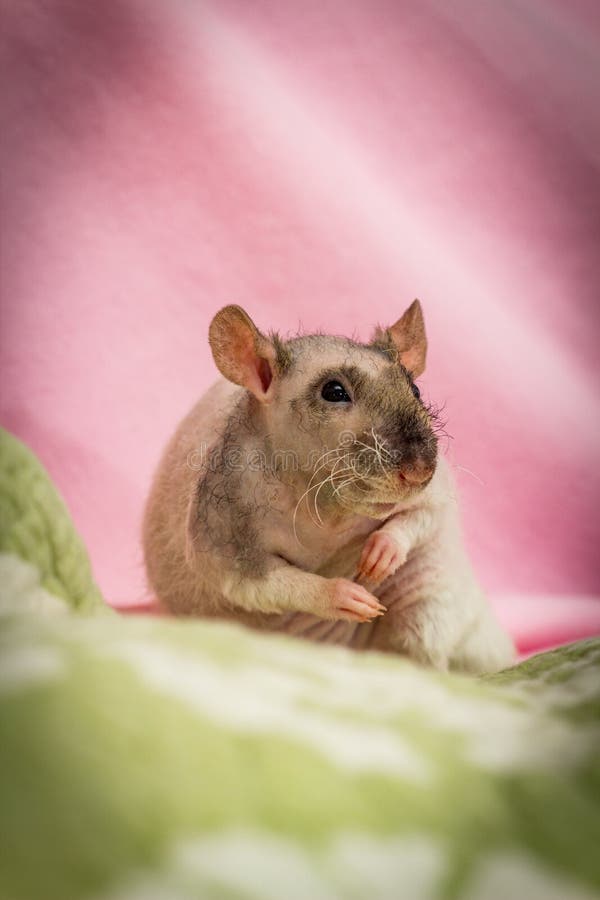 Fancy True Patchwork Pet Rat Stock Photo - Image of norvegicus, balding ...