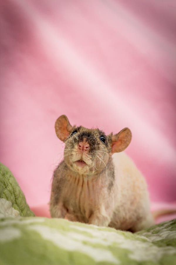 Fancy True Patchwork Pet Rat Stock Photo - Image of norvegicus, balding ...