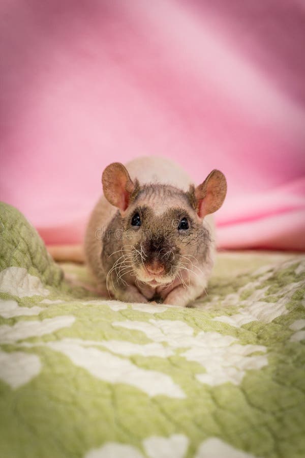 Fancy True Patchwork Pet Rat Stock Photo - Image of naked, blankets ...