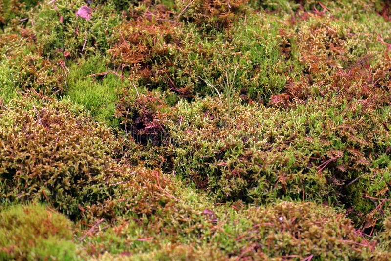 Fancy Vivid Natural Moss Pattern Stock Photo - Image of background ...