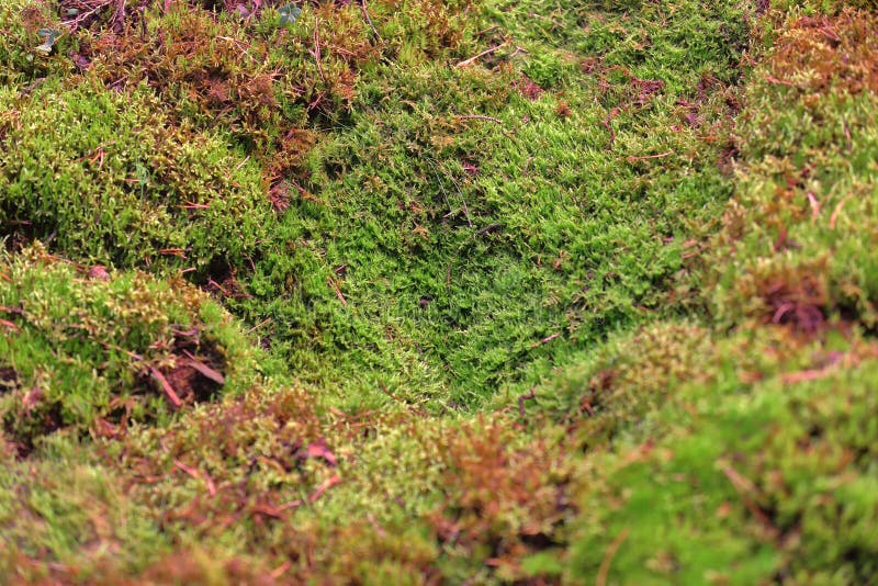 Fancy Vivid Natural Moss Pattern Stock Photo - Image of close, multi ...