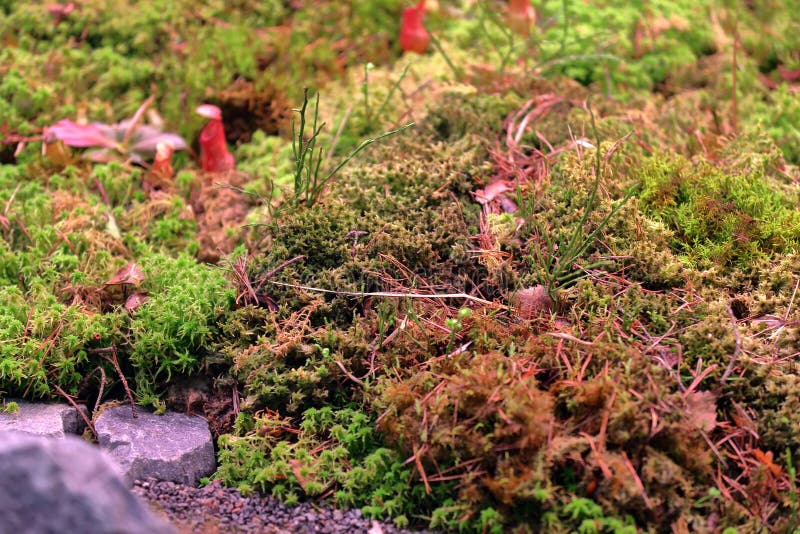 Fancy Vivid Natural Moss Pattern Stock Image - Image of lichen, bright ...