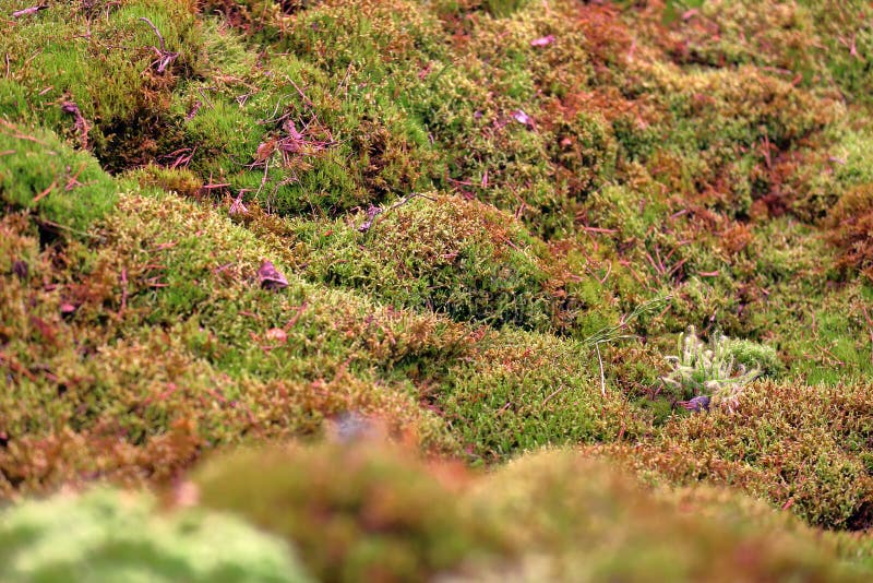 Fancy Vivid Natural Moss Pattern Stock Image - Image of closeup, green ...