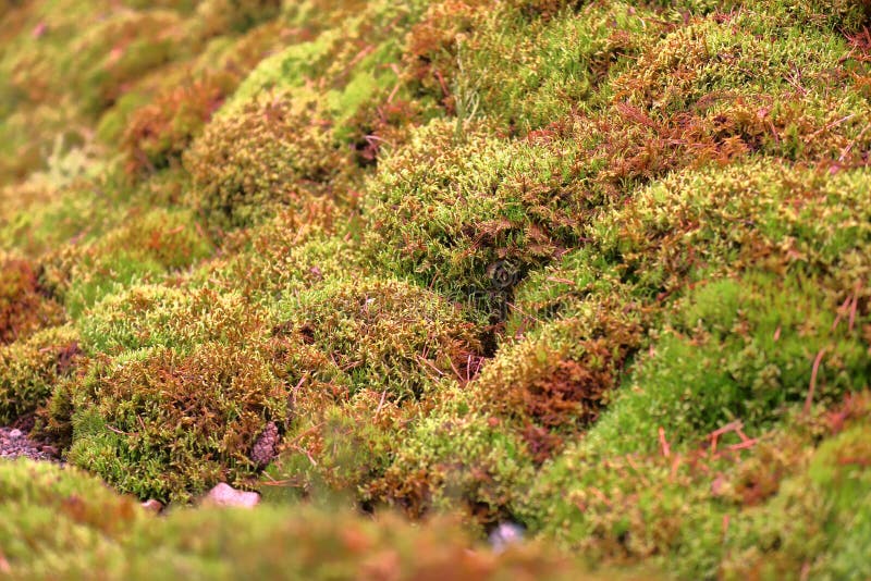 Fancy Vivid Natural Moss Pattern Stock Image - Image of nature, colored ...