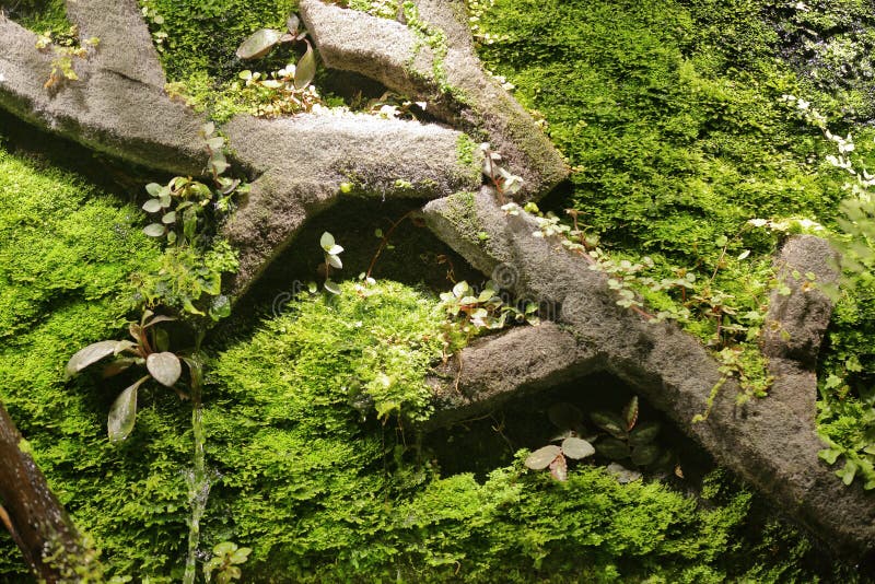 Fancy Vivid Natural Moss Pattern Stock Image - Image of close, bright ...