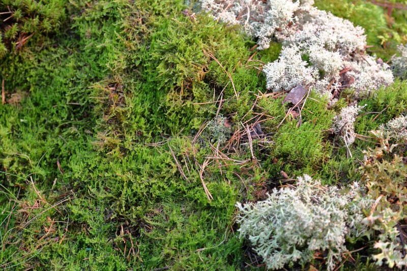 Fancy Vivid Natural Moss Pattern Stock Image - Image of background ...