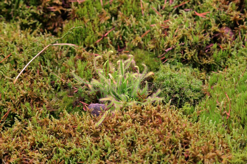 Fancy Vivid Natural Moss Pattern Stock Photo - Image of beautiful ...