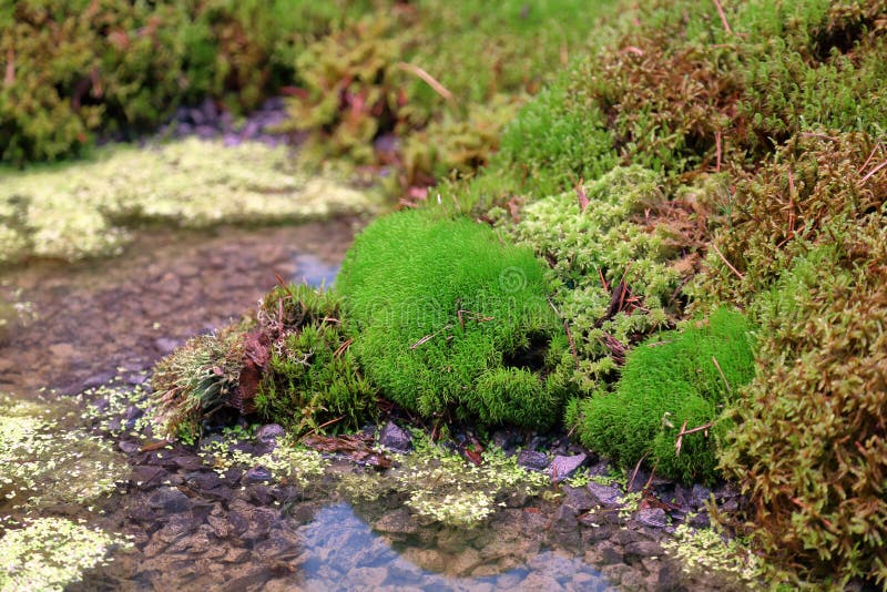 Fancy Vivid Natural Moss Pattern Stock Image - Image of lichen, vivid ...