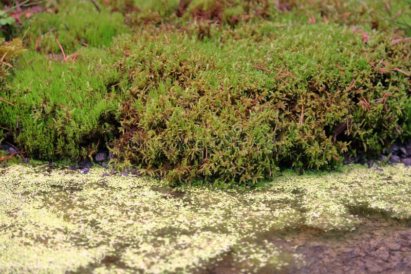 Fancy Vivid Natural Moss Pattern Stock Photo - Image of colorful ...