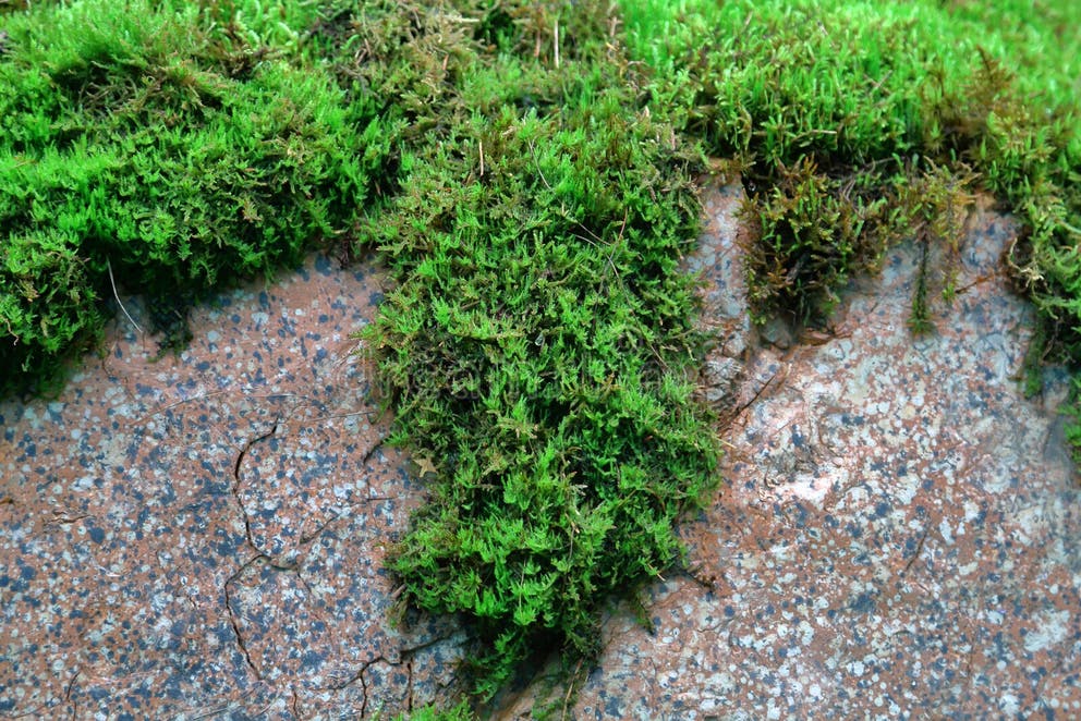 Fancy Vivid Natural Moss Pattern Stock Image - Image of scenic, lichen ...