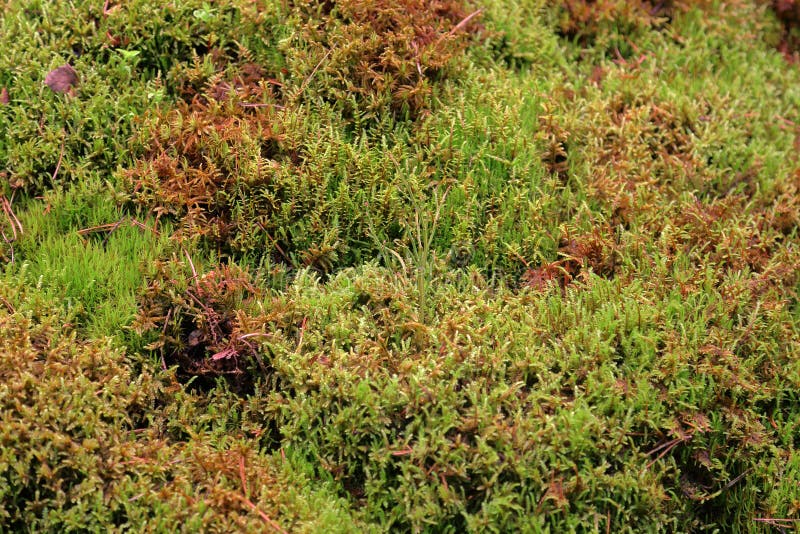 Fancy Vivid Natural Moss Pattern Stock Image - Image of plant, botany ...