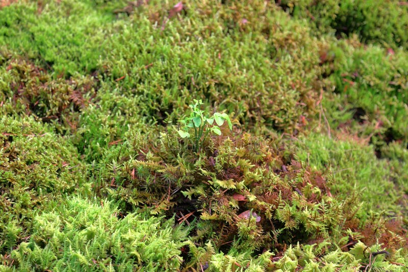 Fancy Vivid Natural Moss Pattern Stock Image - Image of botanical ...