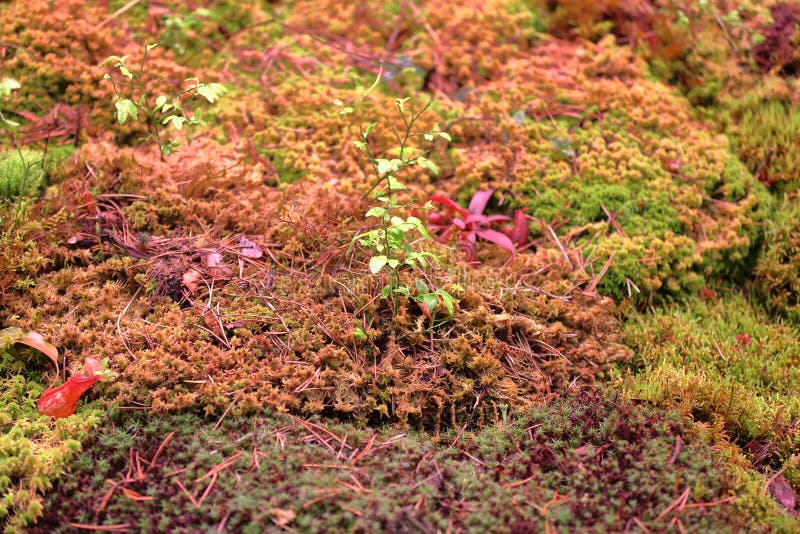 Fancy Vivid Natural Moss Pattern Stock Photo - Image of bright, texture ...