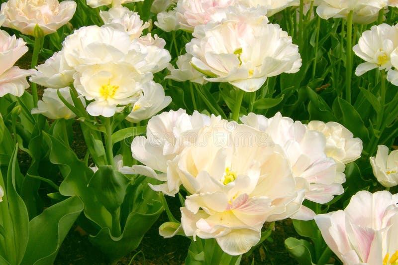 Fancy White Tulips stock image. Image of botany, budding - 682797