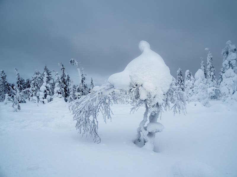 Fancy Winter Trees Covered with Snow on the Arctic Slope. Cold Winter ...