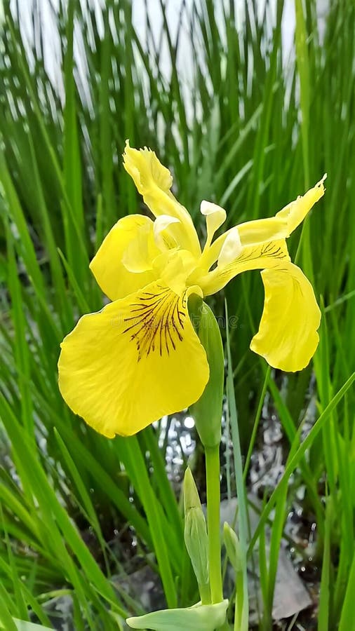 Fancy yellow lilly stock photo. Image of lily, fancy - 239452996