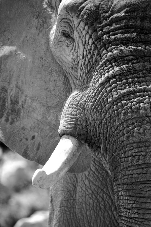 Fang stock photo. Image of detail, fang, africa, elephant - 36540520