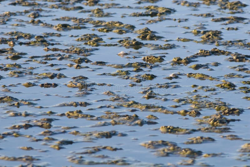 Fango & limo fotografia stock. Immagine di fangoso - 4207072