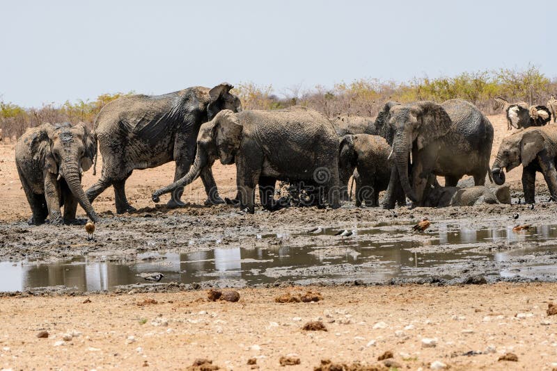 Fango Glorioso Del Fango Del Fango Imagen de archivo - Imagen de ...