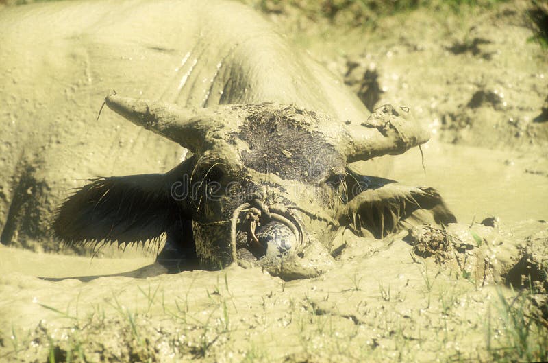 Fango Glorioso Del Fango Imagen. Imagen: 1028754