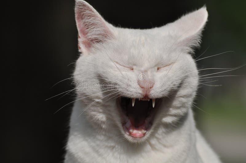 Fangs stock photo. Image of whiskers, teeth, ears, domestic - 11297184