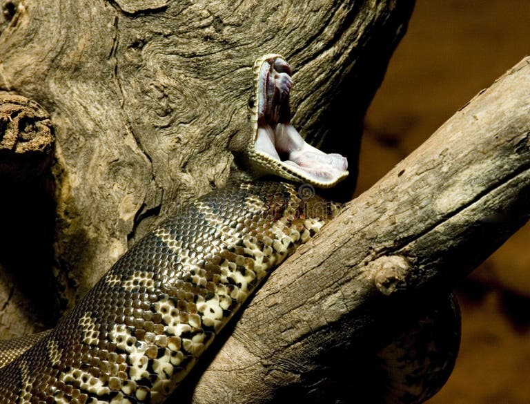 274 Snake Open Mouth Fangs Stock Photos - Free & Royalty-Free Stock ...