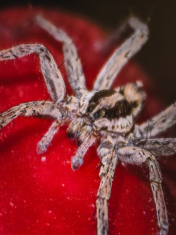 Fangs of the Forest: Wolf Spider Prowling in Moonlight Stock Image ...
