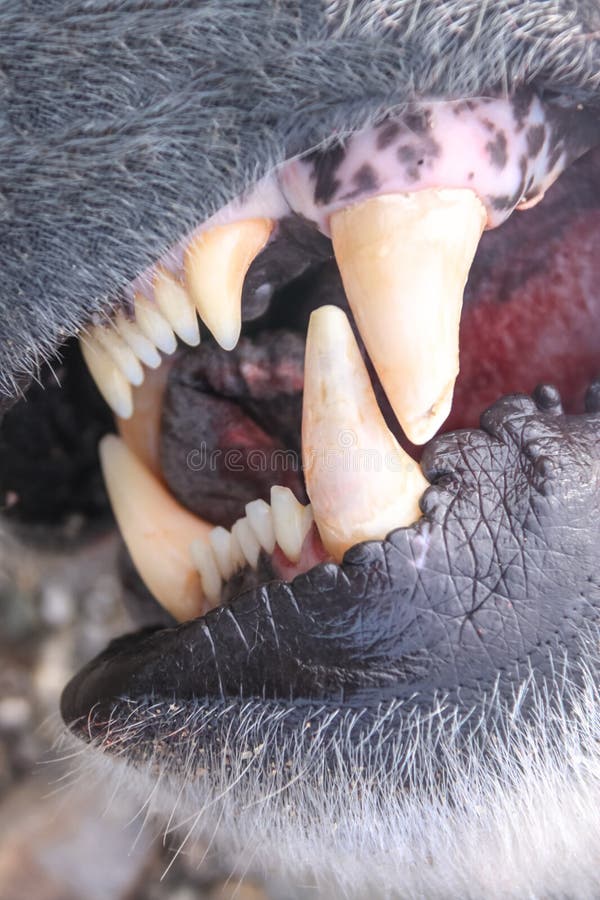 Fangs of a polar bear. stock photo. Image of hunting - 177337536