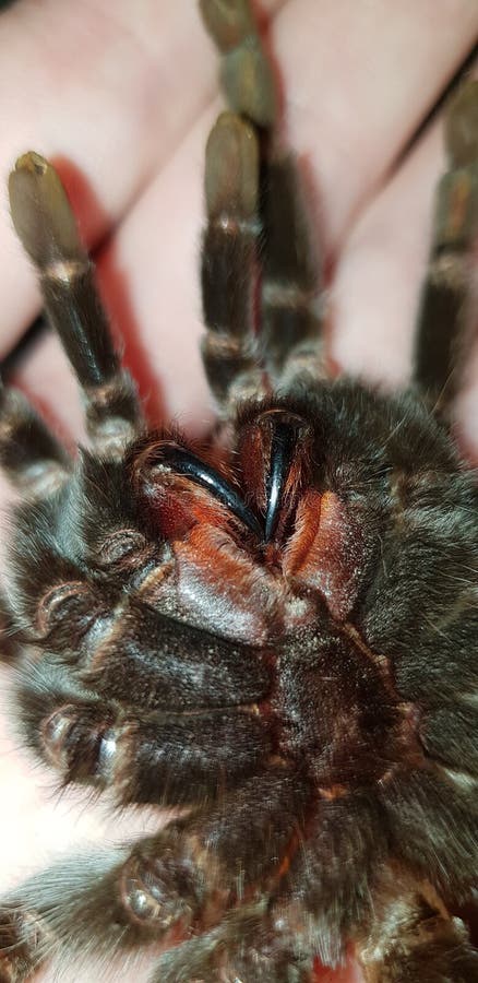 Fangs stock photo. Image of tarantula, spider, fangs - 162800842