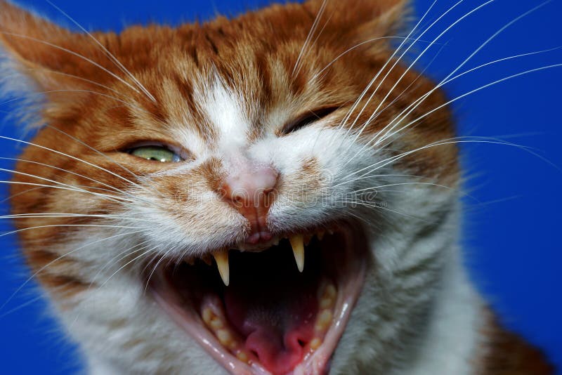 Wild Cat Fangs Stock Images - Download 660 Royalty Free Photos