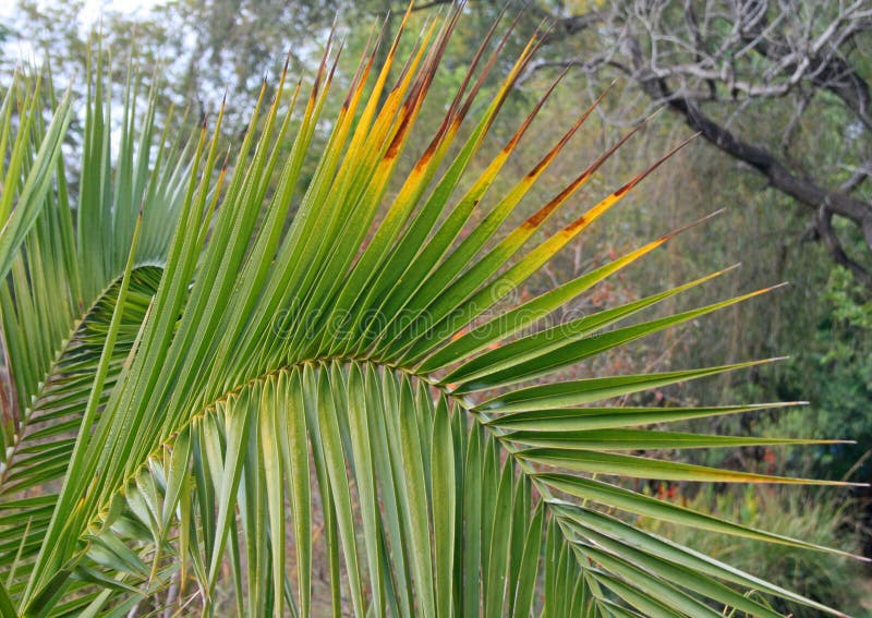Fanning Palm Leaf with Yellowing Tips Stock Image - Image of plant ...