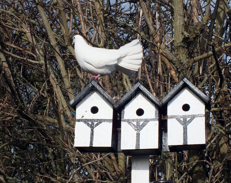 Fantail Dove stock photo. Image of boxes, doves, nesting - 96351596
