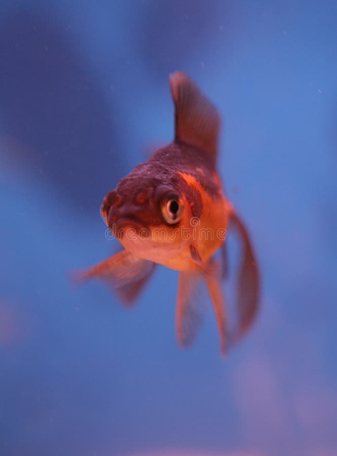 Blue Fantail Goldfish Stock Photos - Free & Royalty-Free Stock Photos ...