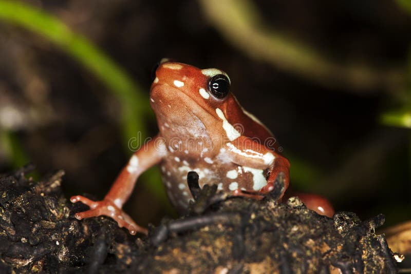 Fantasmal Giftgroda Epipedobater Tricolor Vuxen Groda Från Sydamerika ...